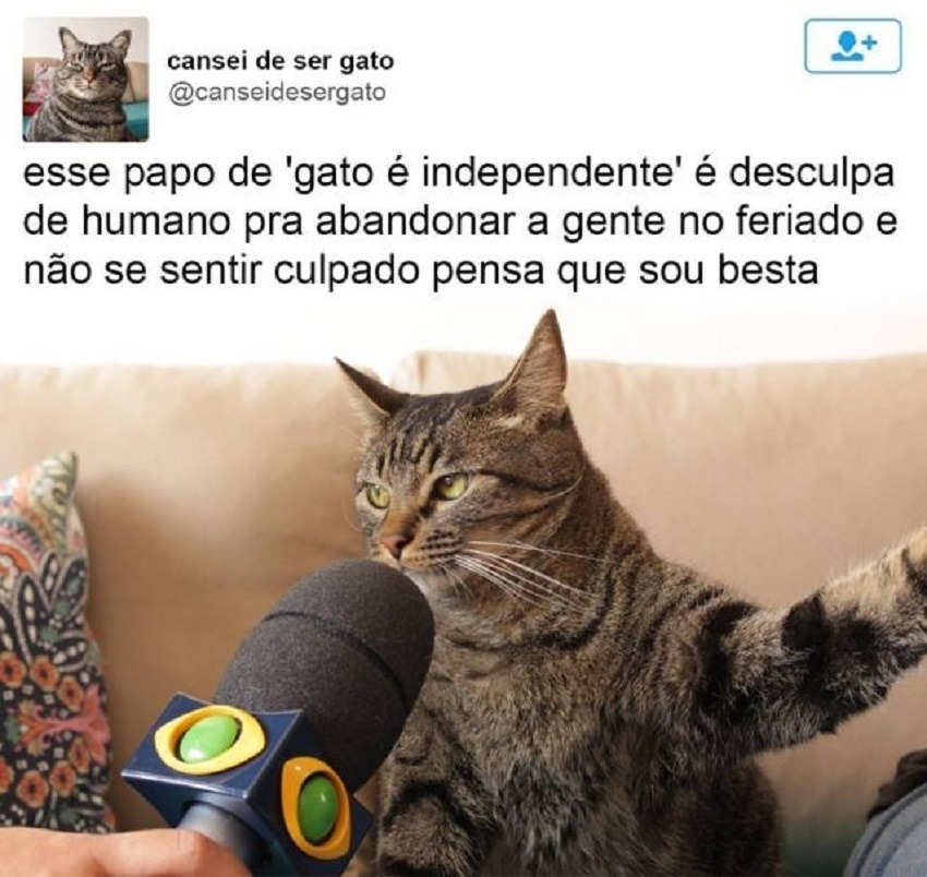As melhores rabugices do meme do "gato reclamão" - Pátio Hype