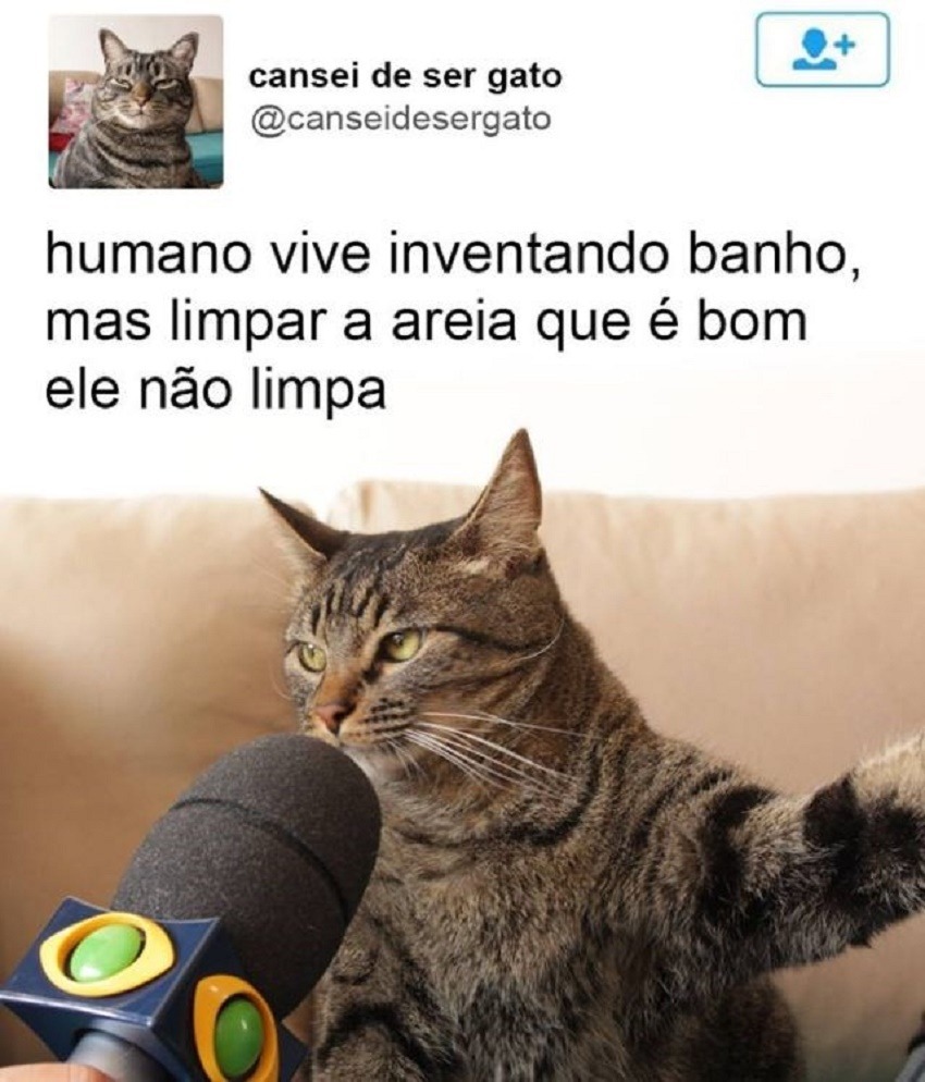 As melhores rabugices do meme do "gato reclamão" - Pátio Hype