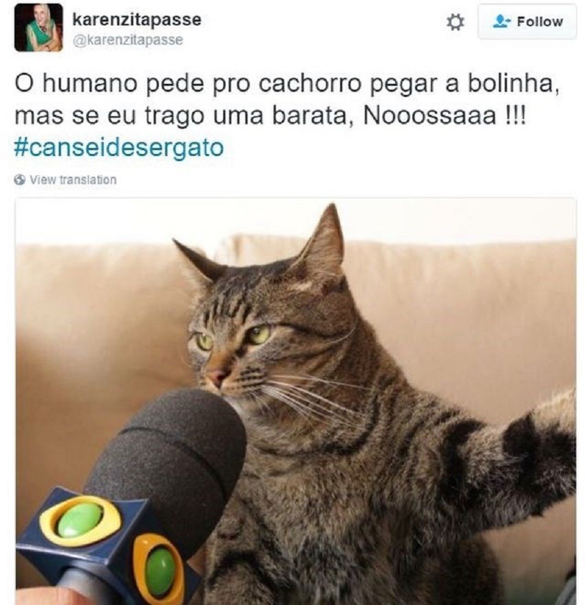 As melhores rabugices do meme do "gato reclamão" - Pátio Hype