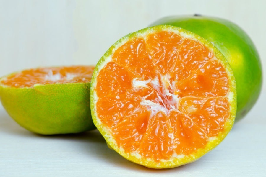 6 receitas super deliciosas com laranja! - Pátio Hype