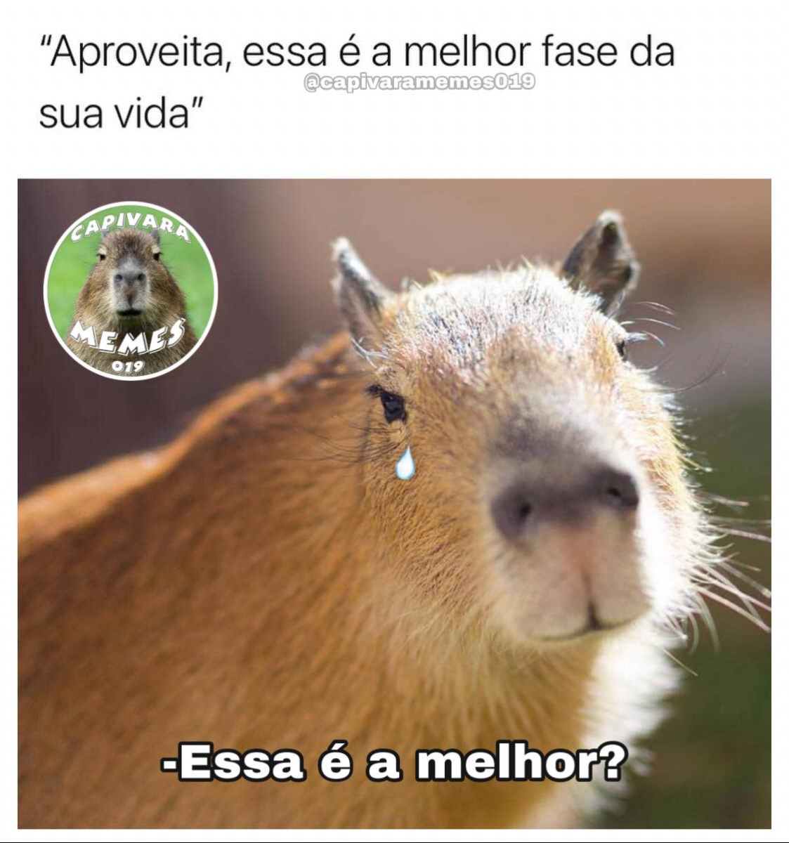 Os memes de capivara são o novo xodó das redes sociais - Pátio Hype