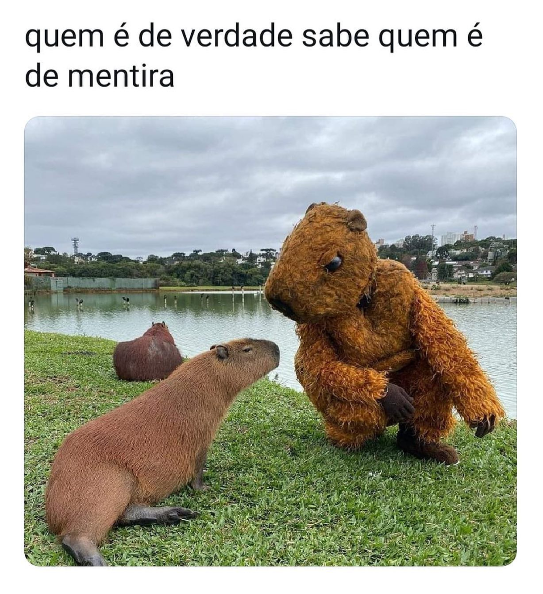 Os memes de capivara são o novo xodó das redes sociais - Pátio Hype