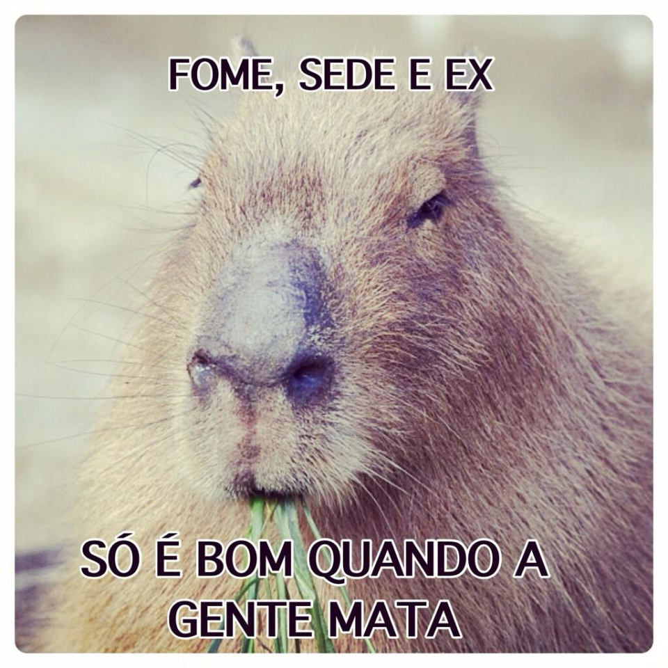 Os memes de capivara são o novo xodó das redes sociais - Pátio Hype
