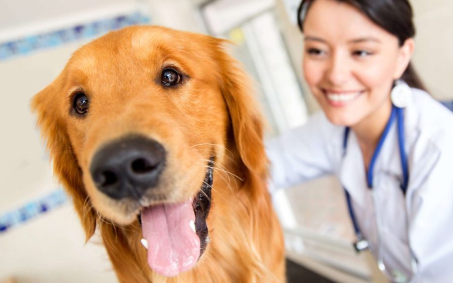 Saúde dos pets | Clínica Veterinária Jacó oferta atendimento gratuito ...